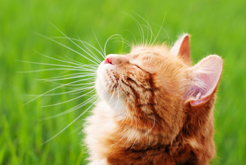 What to do about bugs on your cat…. | Corvallis Cat Care